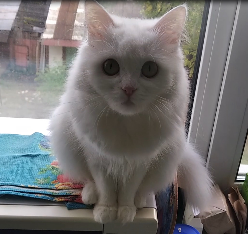 Бусинка. 2 урок! Команды: "сидеть" и "дай лапку".