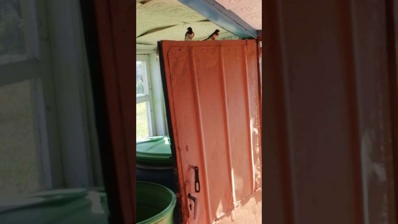 Ласточки в гости прилетели! ))