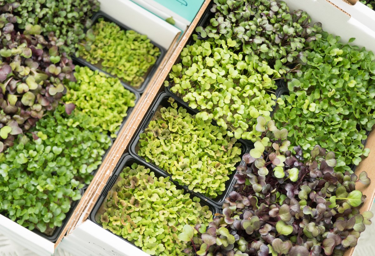 Микрозелень Дайкон (редиска) и Руккола