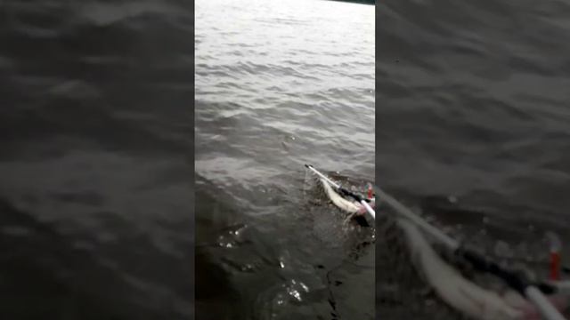 Волга судачек 28.06.23 г.