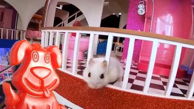 Хомяк пролез в дом Барби и съел все вкусняшки. Желейный Стасик в гостях у Алисы..mp4