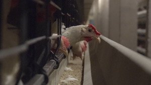 Даниловская птицефабрика выходит из кризиса