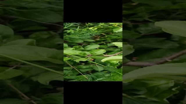 Завязь яблони