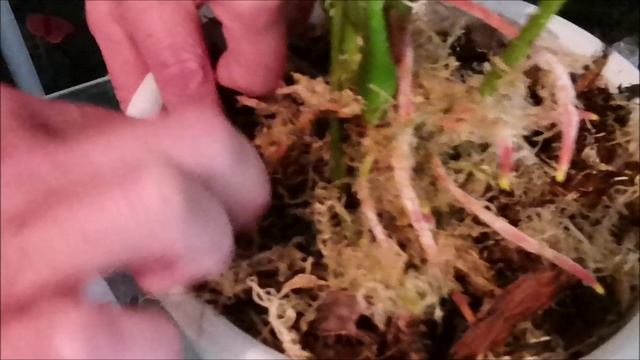 Омоложение и пересадка антуриумов в напольные горшки