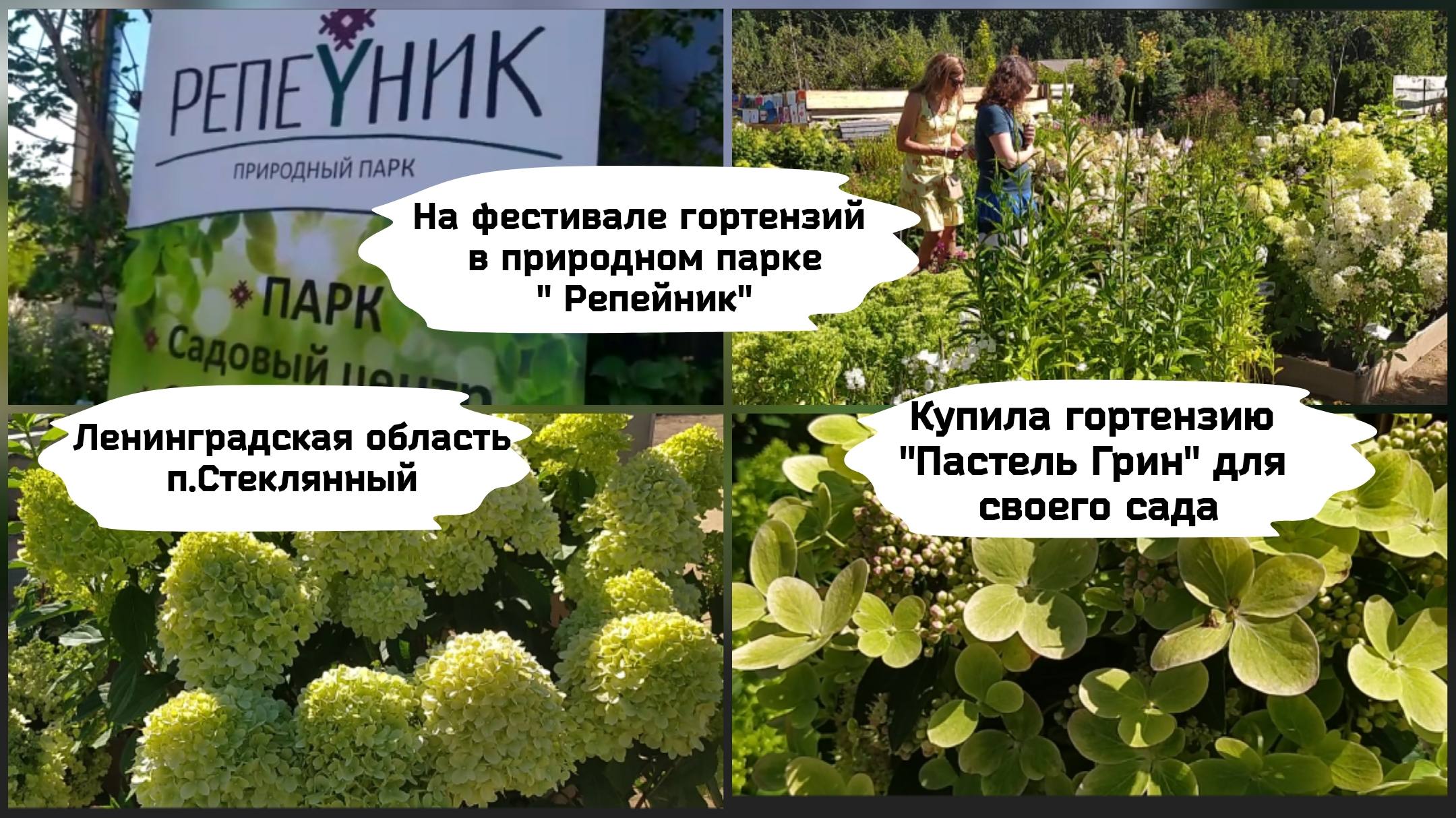 На фестивале гортензий в природном парке Репейник.Купила гортензию  Pastel Green.