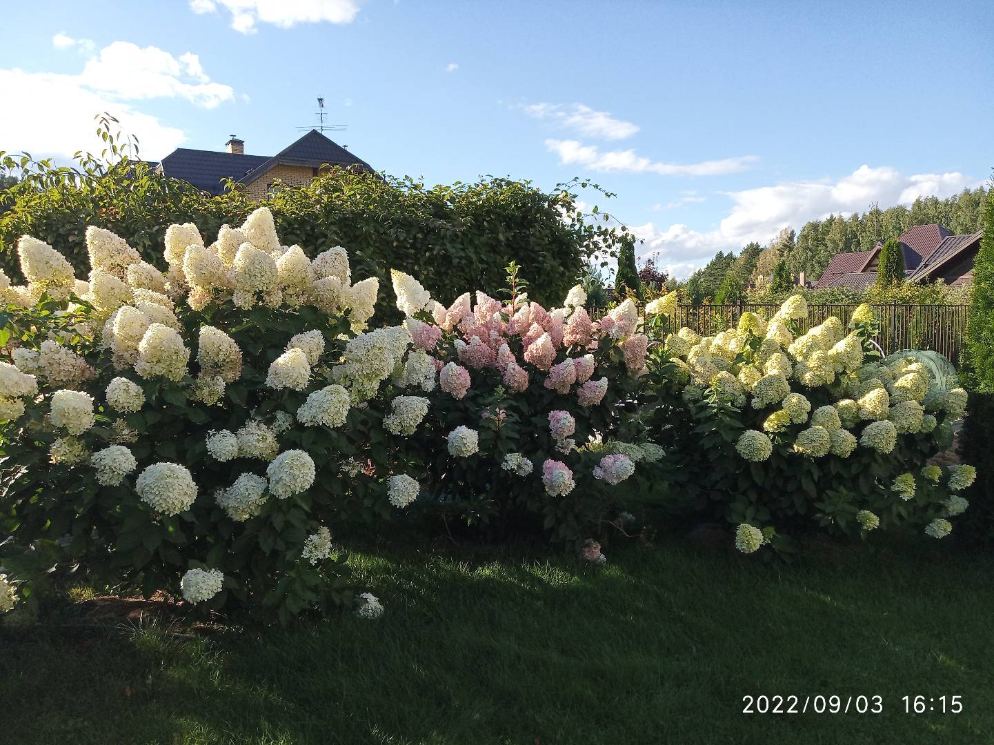 Метельчатая гортензия Phantom, как получить крупные соцветия