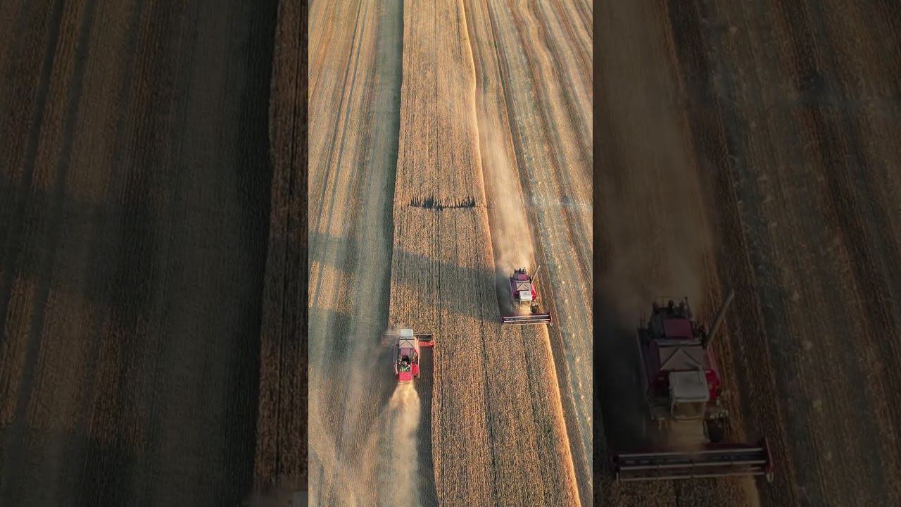 Уборка урожая