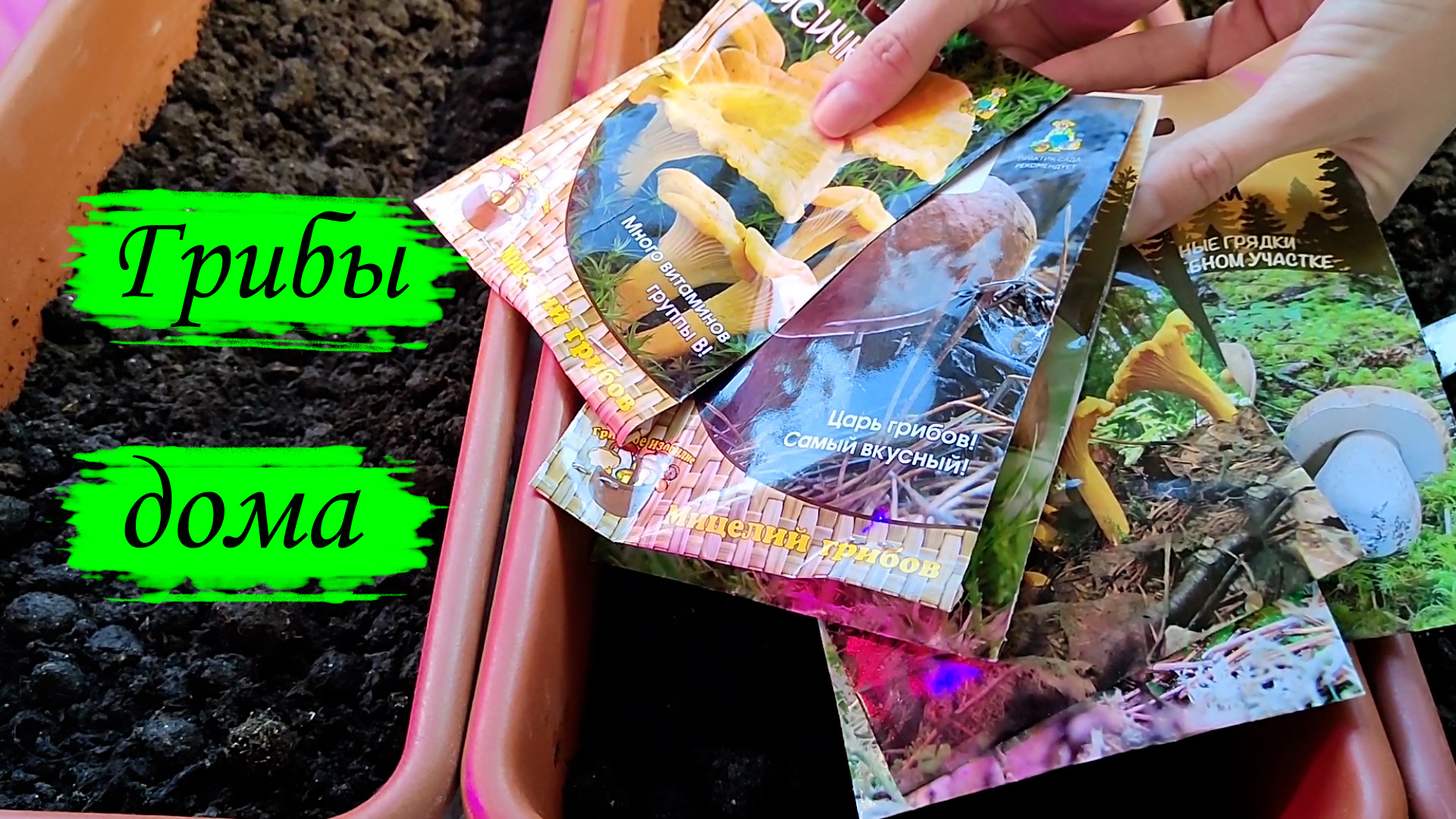 ЭКСПЕРИМЕНТ!!!. Выращиваю грибы в домашних условиях