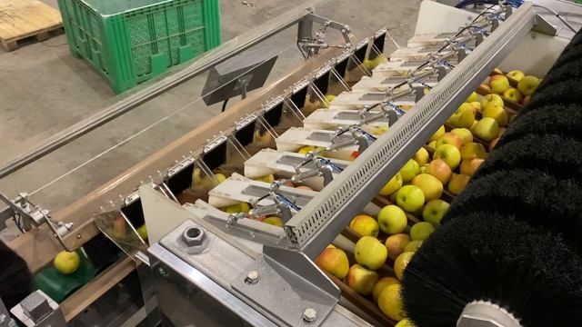 Линия по дозированию и фасовке яблок в полиэтиленовый пакет (полурукав).