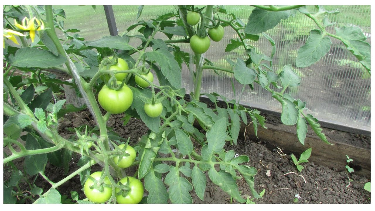 ОБЗОР ТОМАТОВ В ТЕПЛИЦЕ В НАЧАЛЕ ИЮНЯ 2020.