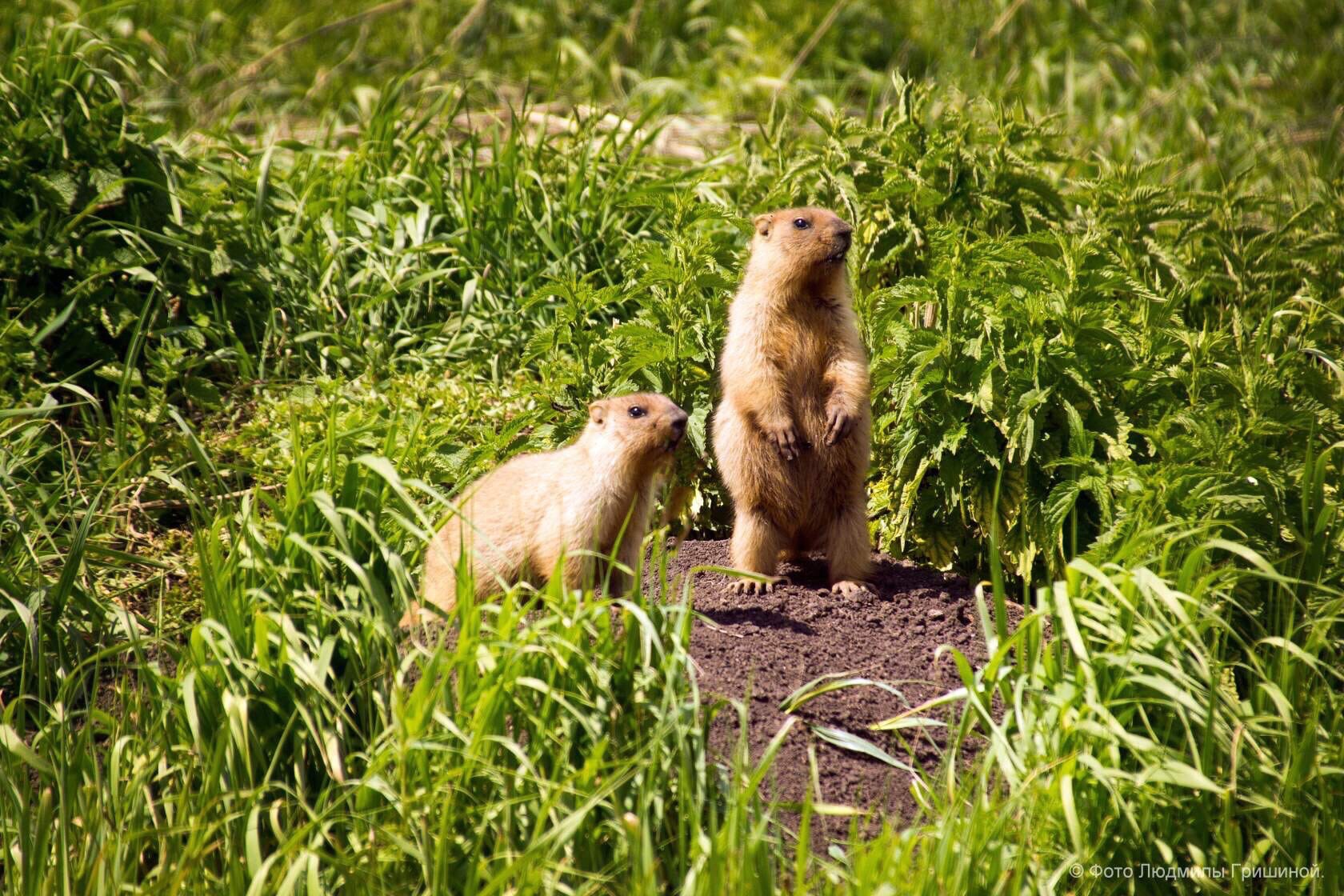 ДЕРЕВЕНСКИЕ БУДНИ _ ХИТРЫЕ СУРКИ _ СЕНОКОС