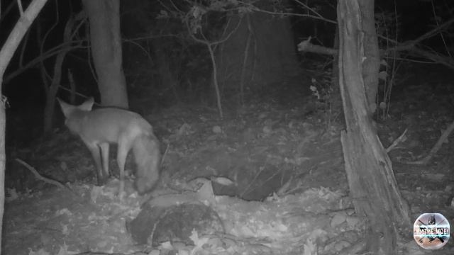 Семейная пара лис копают себе нору. Съёмка на фотоловушку в лесу