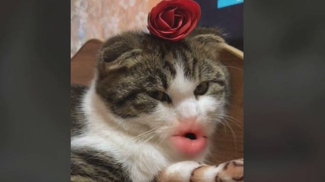 Котики поют. Детям.