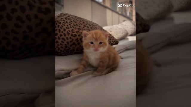 Больше фото в Недели котёнок Часть 2 AIExpand