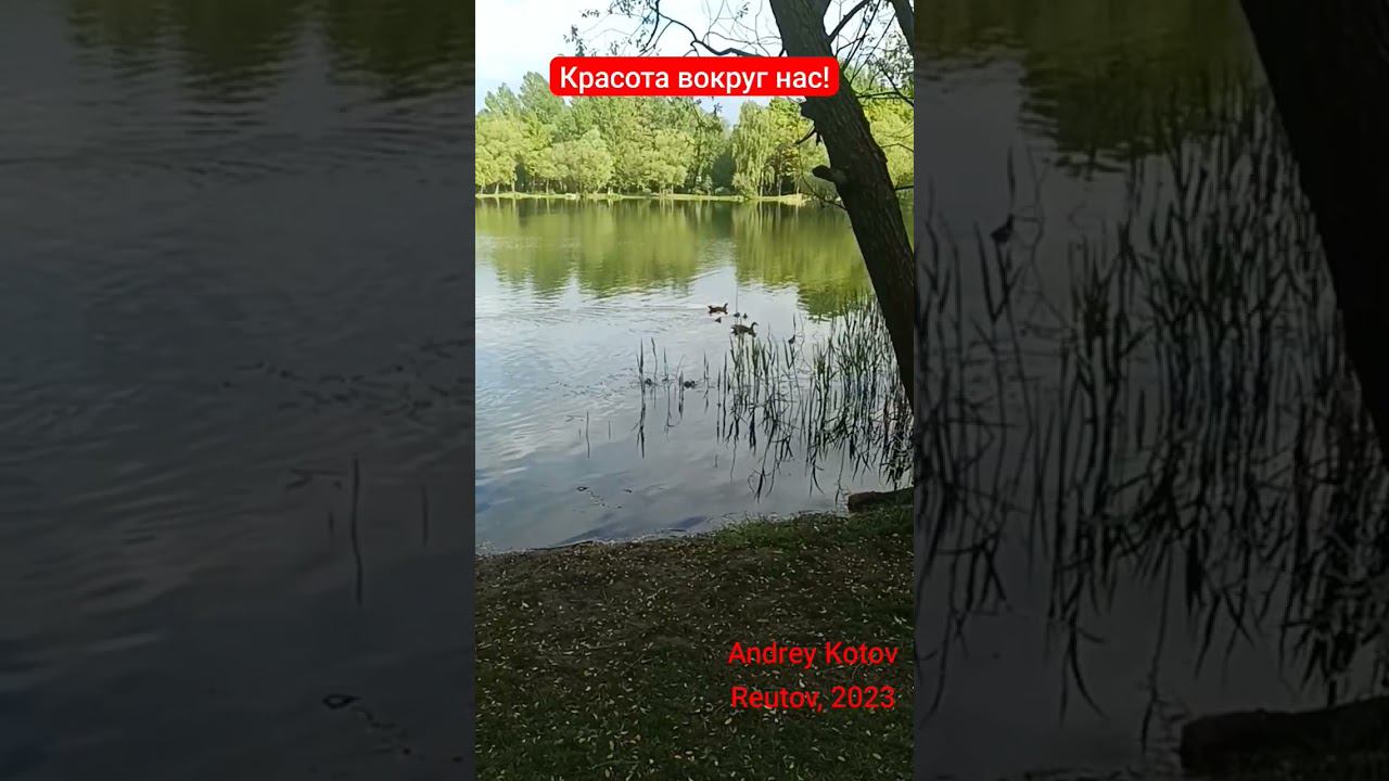 Красота вокруг нас! Реутов, 2023 #2023 #reutov #prud #красотавокругнас #andreykotov @Kotov.Andrey