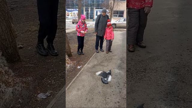 Кормим голубей