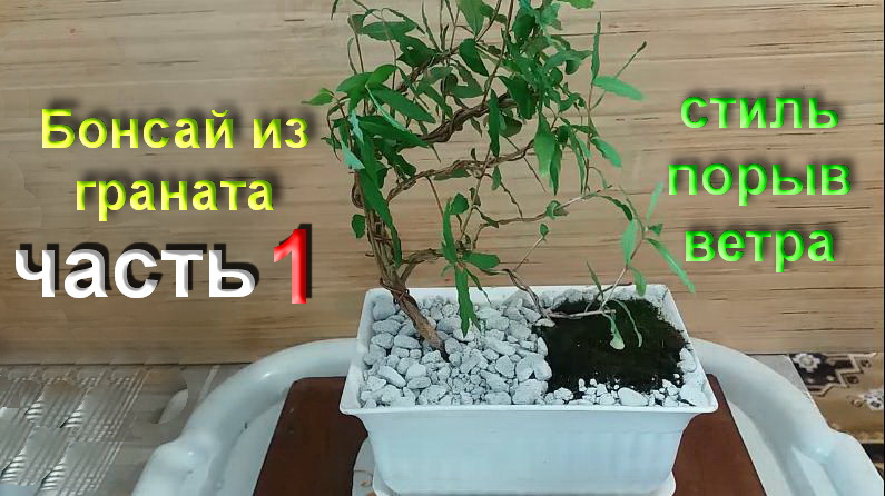 1.Формировка бонсай стиль порыв ветра.Часть 1 Shaping bonsai style gust of wind.