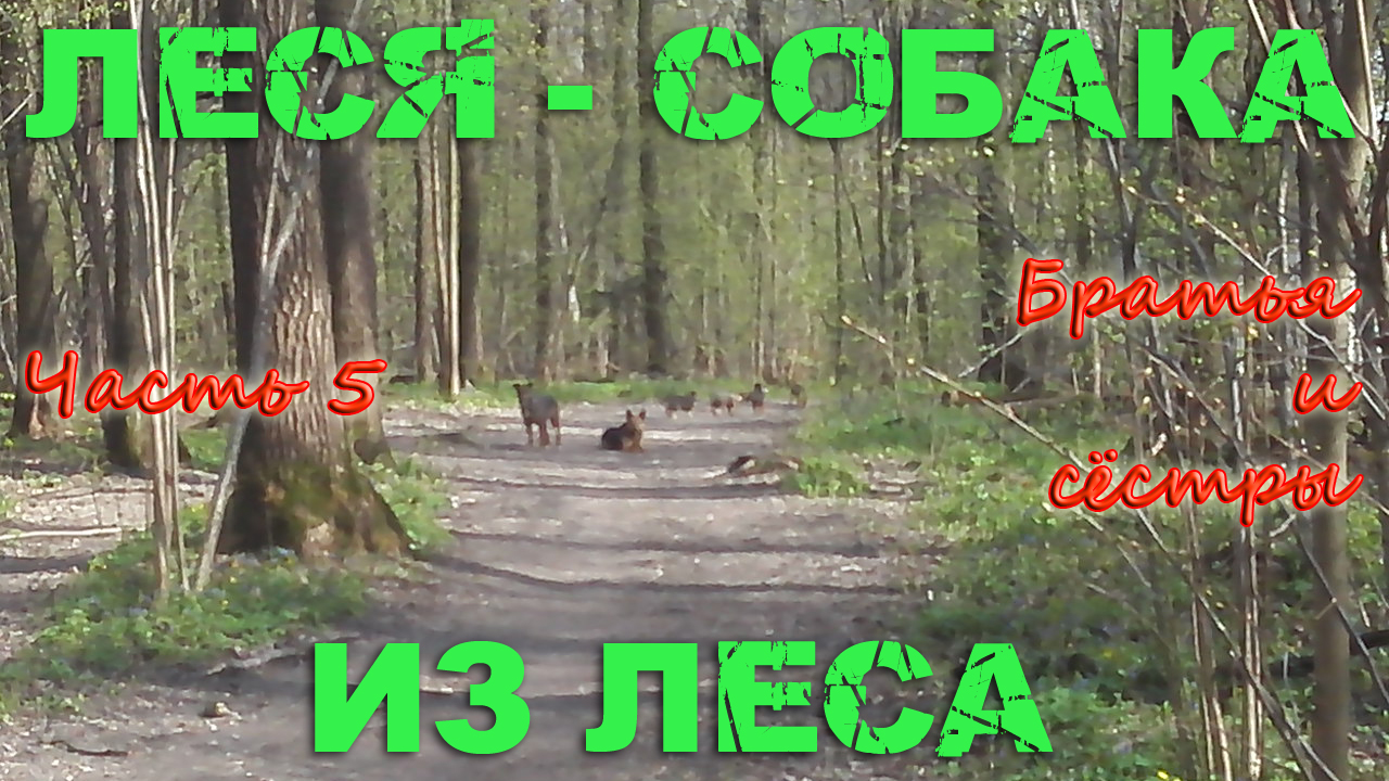 Леся - собака из леса. Часть 5: Братья и сёстры / Мои собаки / Кинология / Зоопсихология