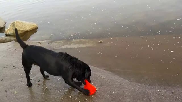 Лабрадор Акира. Солнце,воздух и вода ?????