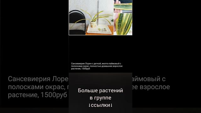 13.04.24 #Растения почтой🌿Липецк🌸Эпипремнумы🌿Амидриум🌸Сингониумы🌿Сансевиерия🌸Эпифиллум🌿Рипсал