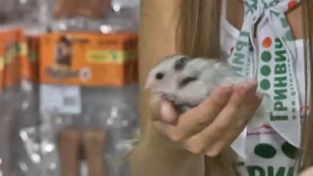 Мисс Екатеринбург - хомяки