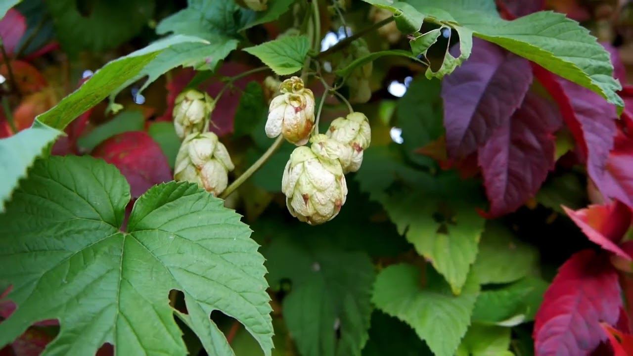 Кушери. Октябрь