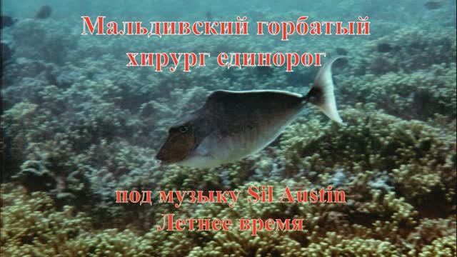 12. Мальдивский горбатый хирург единорог под музыку Sil Austin Летнее время HD