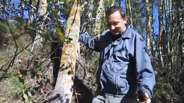 Ладожские грибочки .