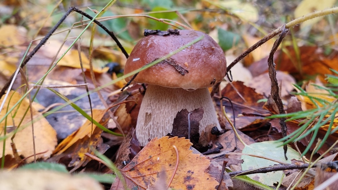 Белые грибы долгожданные. #грибы2022