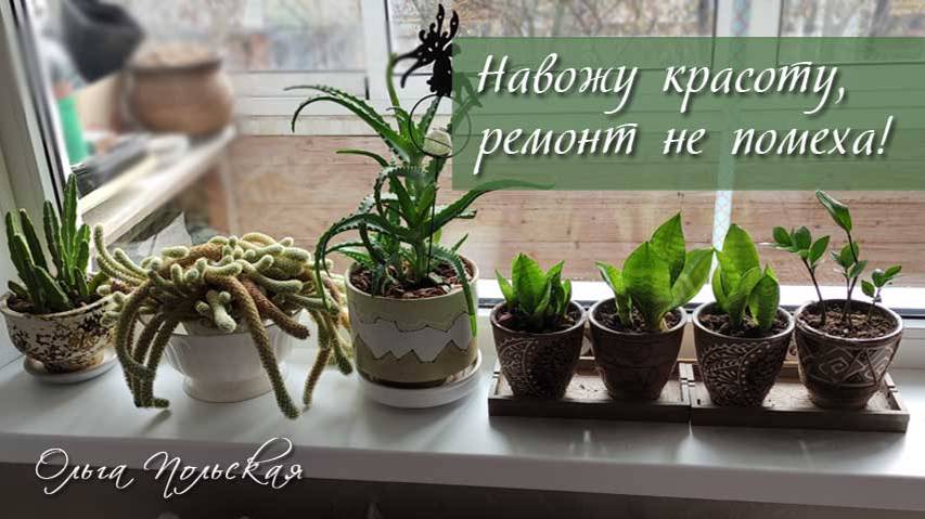 Цветы на окошке. Навожу красоту, несмотря на ремонт. Хроника,  октябрь 2022