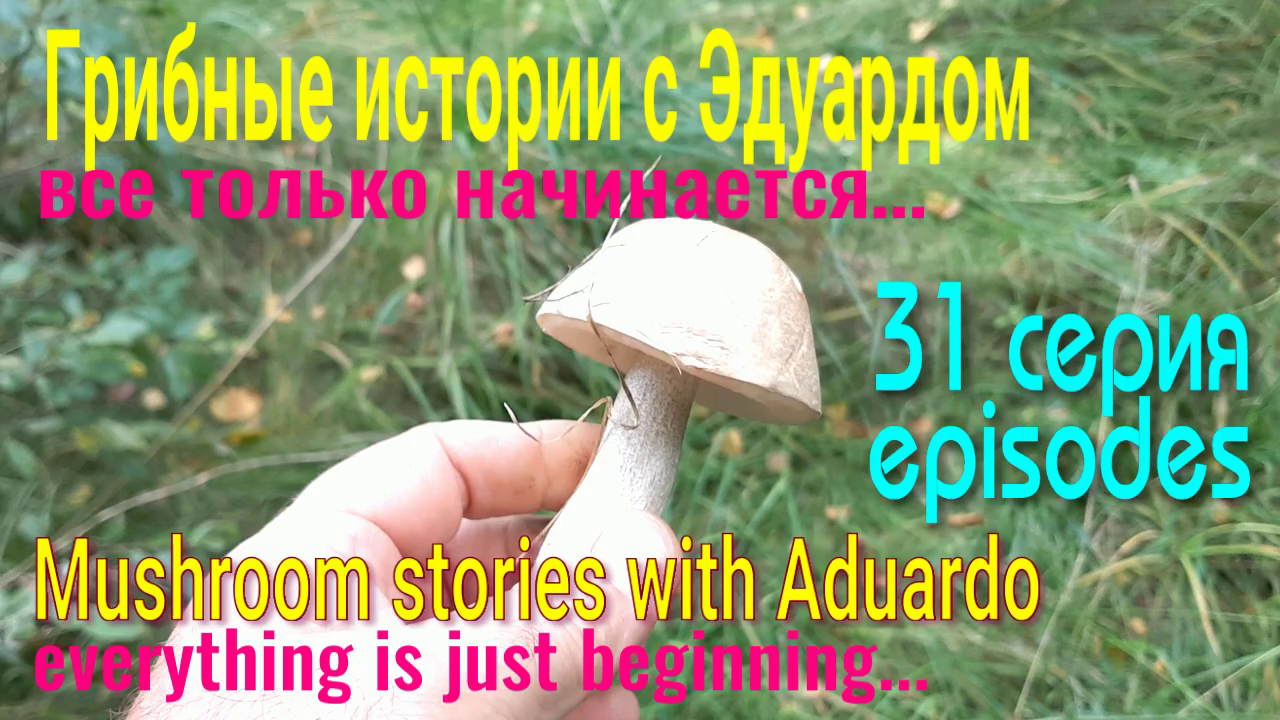Грибные Истории с Эдуардом. Video 31. Всё только начинается!
