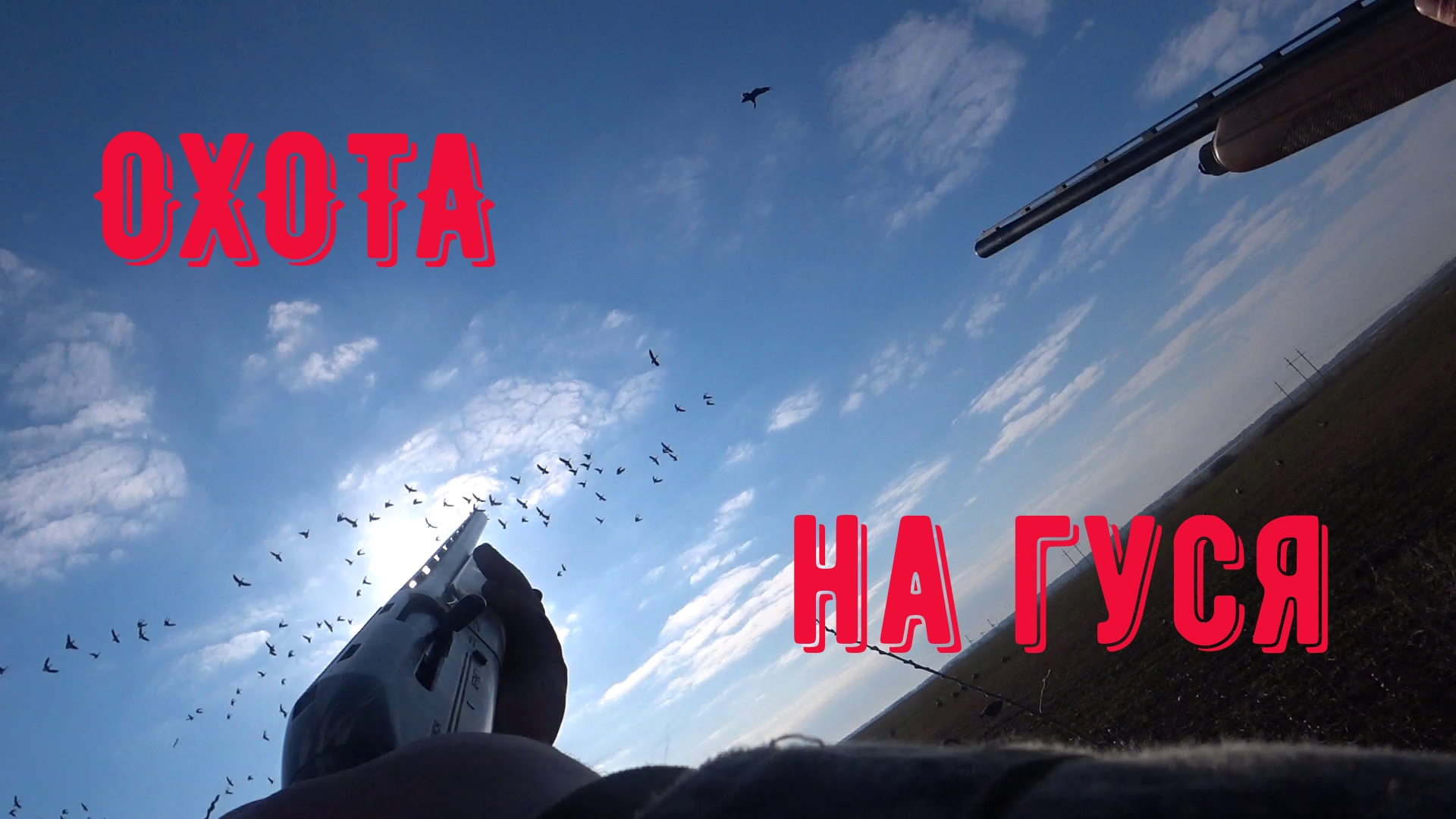 Охота на гуся. Дождались, гусь пошел. Наманили огромную стаю. Goose hunting. We beckon a huge flock.