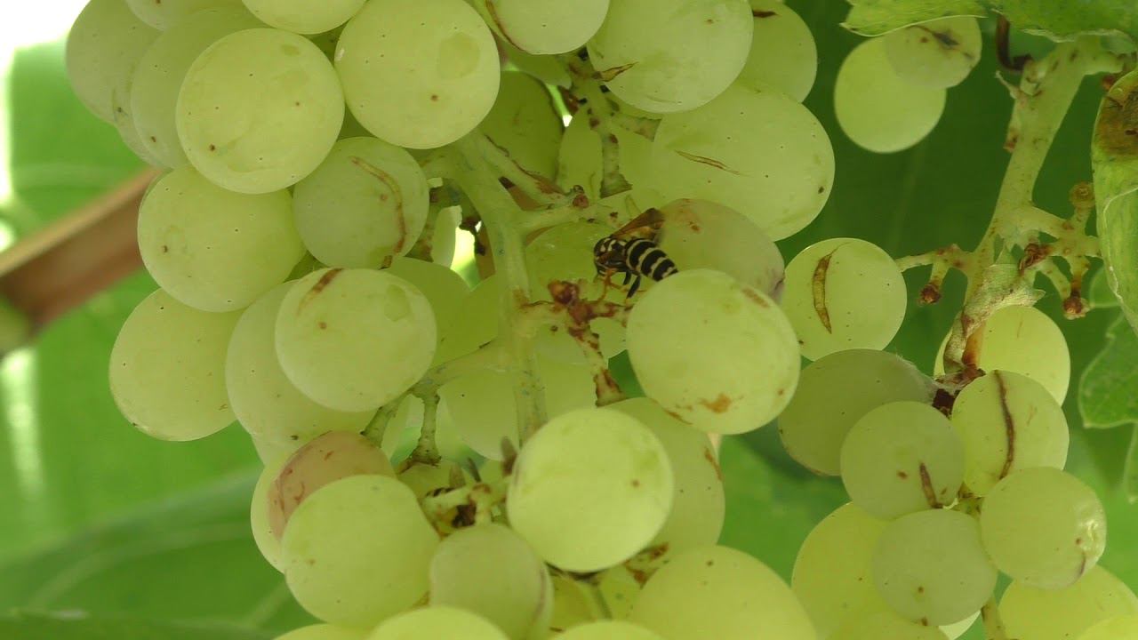 2018-08-03_Торони_усадьба Сакиса_Битва на виноградном пиру-2