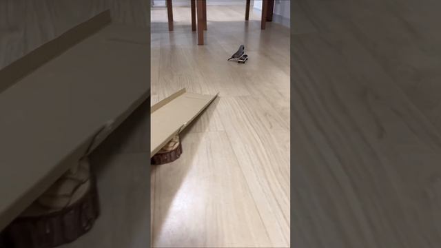 Скейтбордист птиц