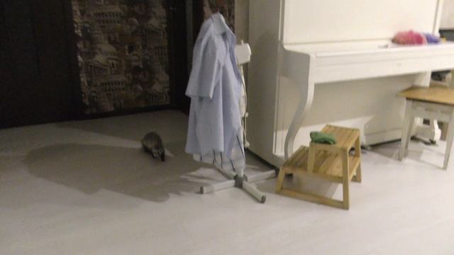 2021-05-01_ Хорьки