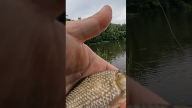 На Посошок ! Мормышинг ! Рыбалка Летом ! Ловля Карася !