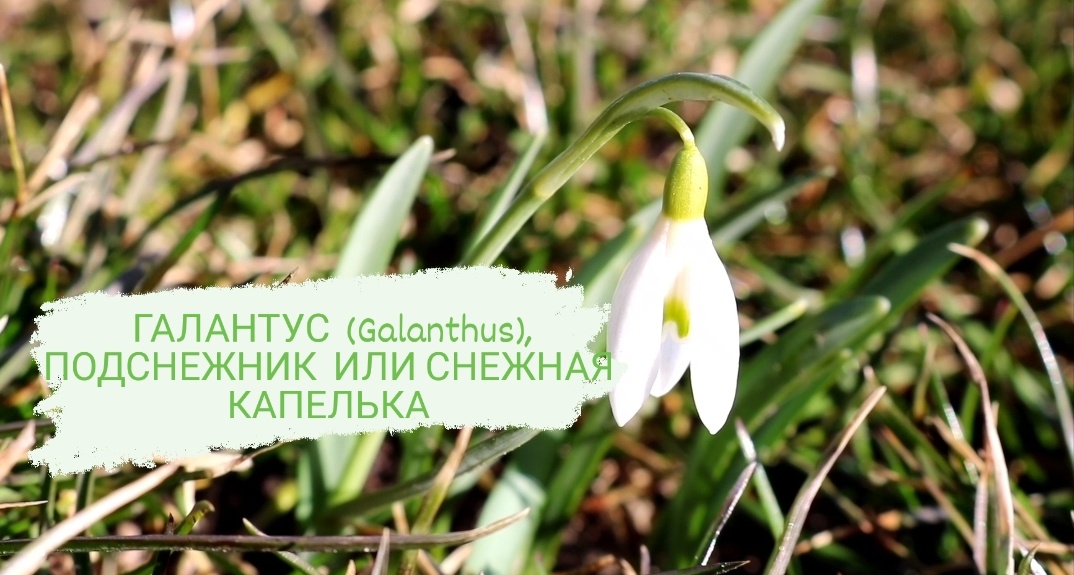 ГАЛАНТУС (Galanthus), ПОДСНЕЖНИК ИЛИ СНЕЖНАЯ КАПЕЛЬКА?
