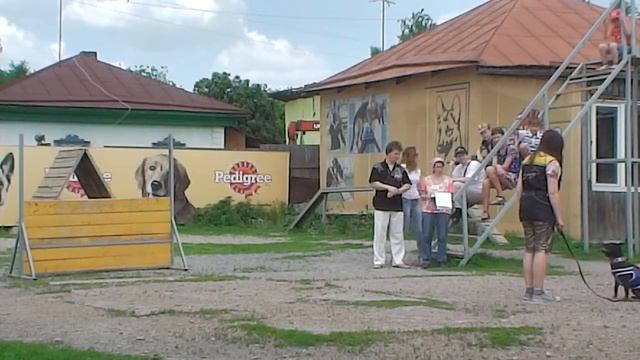 Дрессировка стаффбуля