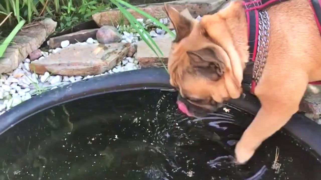 Попил водички...