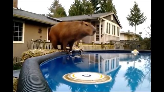 Ok i pull up Even more Capybara