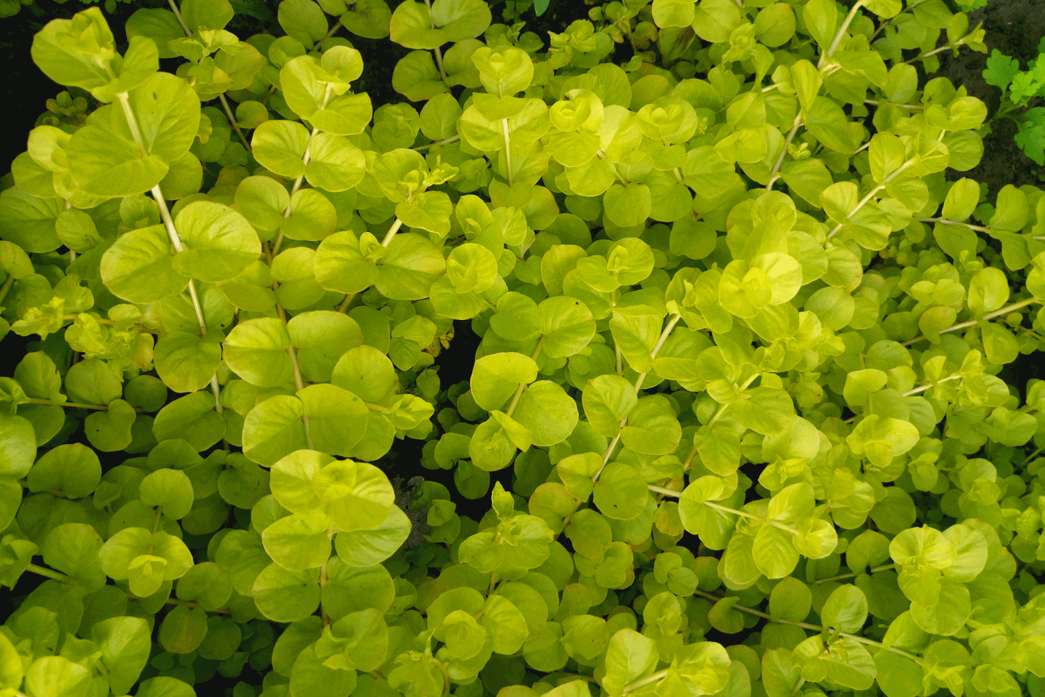 Вербейник монетчатый "Aуреа" (Lysimachia nummularia "Aurea")