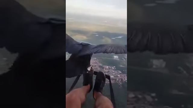 Урубу собирается на прогулку