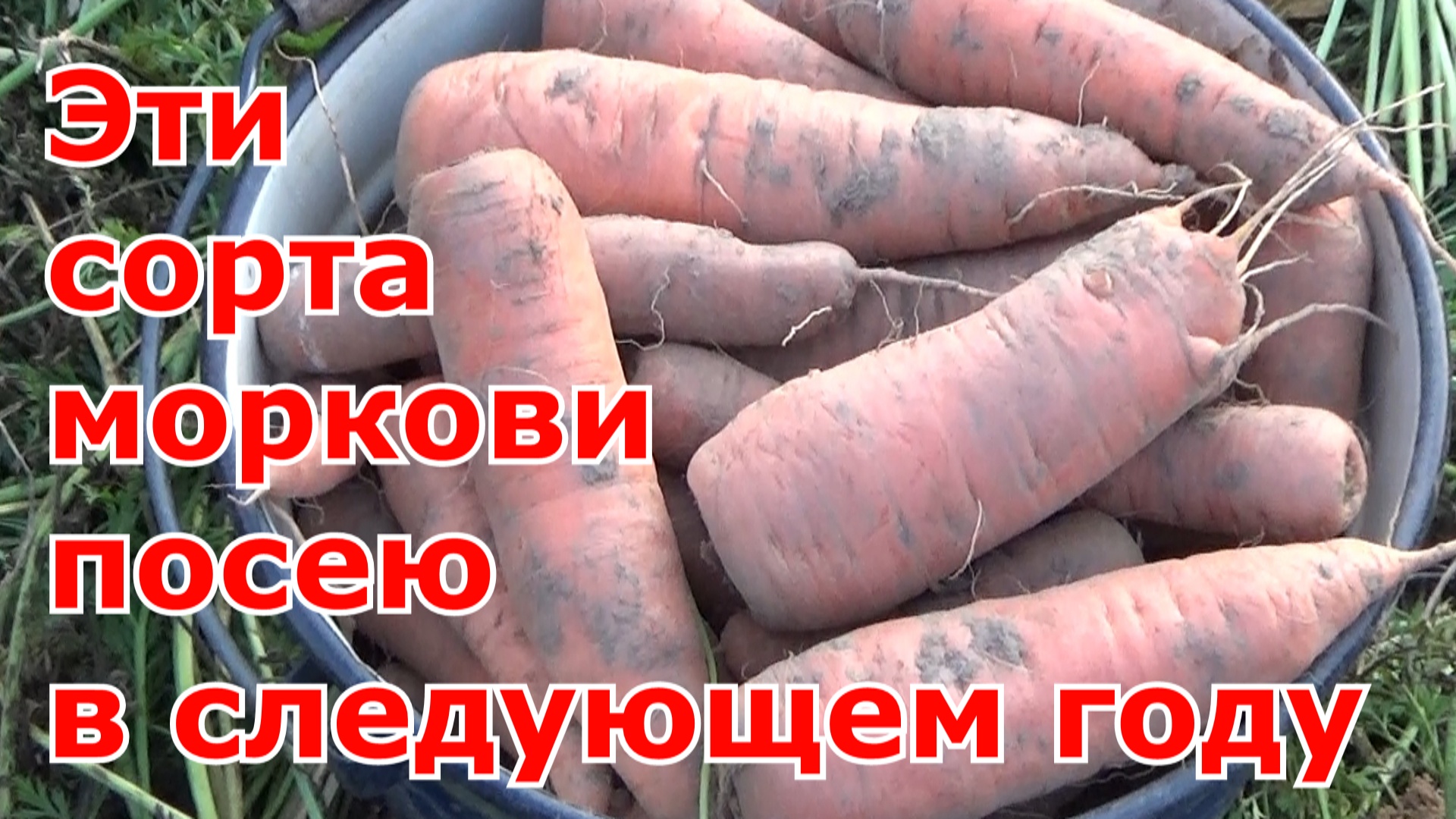 Какой сорт моркови мне понравился в 2022. Самые урожайные и вкусные сорта моркови на следующий год.