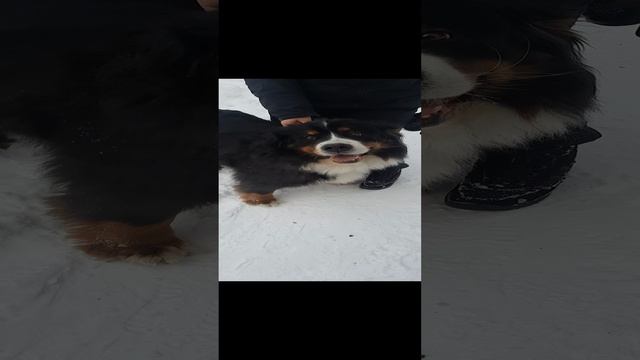 Очень БОЛЬШАЯ И ДОБРАЯ собака????