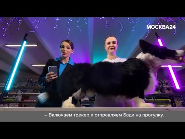 Экспертный обзор GPS трекера Petsee от канала Москва24