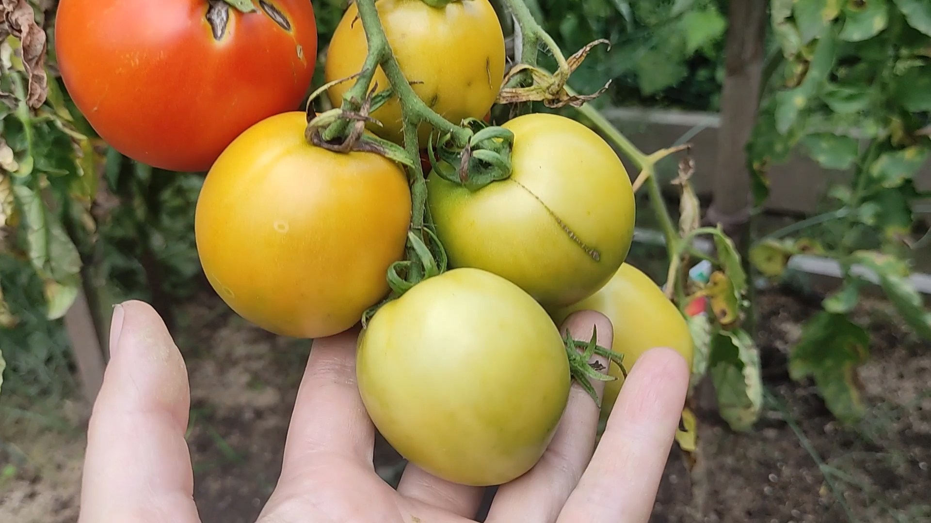 Вершки и корешки: обзор томатов в открытом грунте