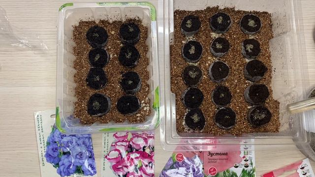 Эустома всходит без танцев с бубнами.