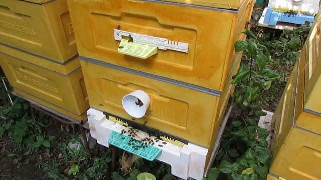 август на пасеке - подготовка пчел к зимовке, матки у пчел нет, сироп берут, клещ сыпется