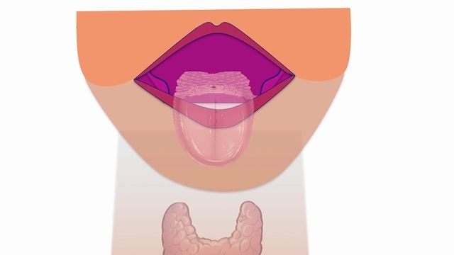 USMLE RX - 3.Эндокринная система - 2.Эмбриология - 1.Развитие щитовидной железы;