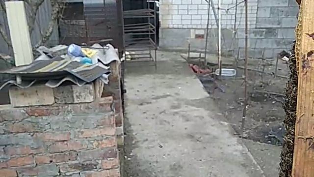 Осмотр отводка краснополянской серой горной пчелы.